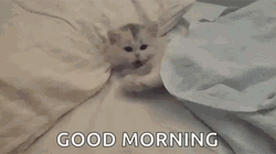 Good Morning Cat Small Yawn GIF | GIFDB.com