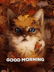 Good Morning Fall Cat Watching Falling Leaf GIF | GIFDB.com