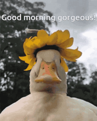 Good Morning Gorgeous Funny Duck GIF | GIFDB.com