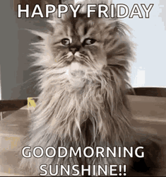 Good Morning It's Friday Messy Hair Cat GIF | GIFDB.com