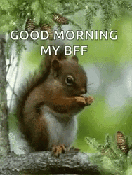 Good Morning My Bff Squirrel Meme GIF | GIFDB.com