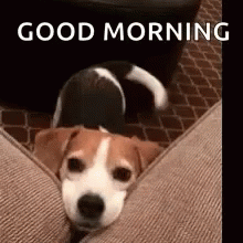 Cute Wide Smile Good Morning Puppy Greeting GIF | GIFDB.com