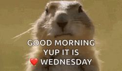 Good Morning Yup It Is Wednesday Chipmunk Chewing Gum GIF | GIFDB.com