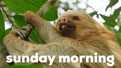 Good Sunday Morning Yawning Sloth GIF | GIFDB.com
