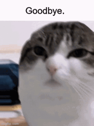 Goodbye Meme Angry Cute Cat GIF | GIFDB.com