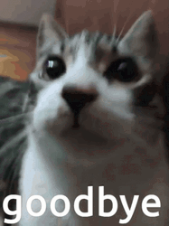 Goodbye Meme Cat Bow GIF | GIFDB.com