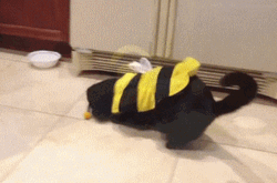 Goofy Ahh Bee Costume On Pet GIF | GIFDB.com