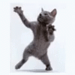 Goofy Ahh Dance Gray Cat GIF | GIFDB.com