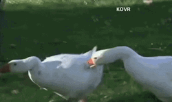 Man Fights Goose