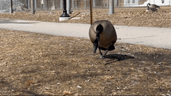 Goose Head Tilt Running Sprint GIF | GIFDB.com