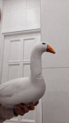 Goose Inflatable Goose Look Turn GIF | GIFDB.com