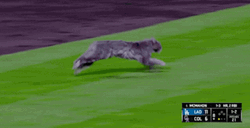 Gray Cat Running GIF | GIFDB.com