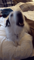 Great Pyrenees Dog Barking GIF | GIFDB.com