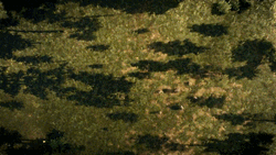 Green Forest Clearing GIF | GIFDB.com