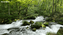 Green Forest Stream GIF | GIFDB.com