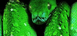 Green Python Tongue In And Out Shh GIF | GIFDB.com