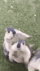 Groundhog Hey Gopher GIF | GIFDB.com