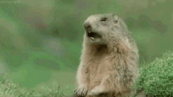 Groundhog Day Morning Greeting Gm GIF | GIFDB.com