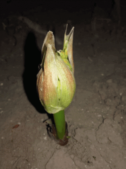 Growing Japanese Ginger Plant GIF | GIFDB.com