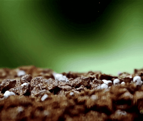 Growing Plant Seedling Time Lapse GIF | GIFDB.com