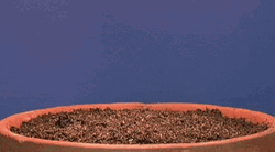 Growing Plant Seedlings In Clay Pot GIF | GIFDB.com