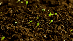 Growing Plant Sprouts On Ground GIF | GIFDB.com