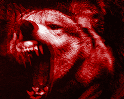 Wolf Growling Gif