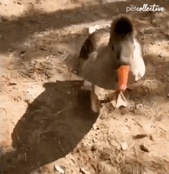 Grumpy Goose Chasing Human GIF | GIFDB.com