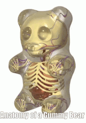 Gummy Bear Anatomy GIF | GIFDB.com