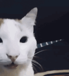 Ha Meme Cat Laugh Nod GIF | GIFDB.com