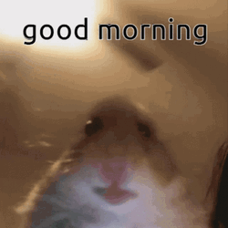 Hampter Meme Morning Greeting GIF | GIFDB.com