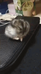 Hampter Meme Rolling GIF | GIFDB.com