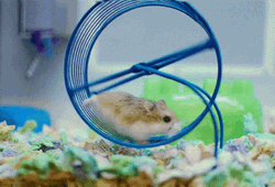 Hamster Wheel Fail Gif