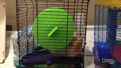 Hamster Wheel Tiny Cage Fail GIF | GIFDB.com