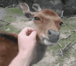 Hand Scratching Deer GIF | GIFDB.com