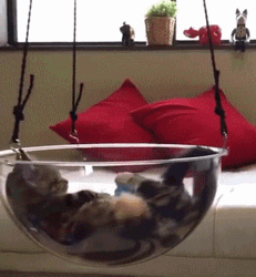 Hang In There Little Kitten Chilling GIF | GIFDB.com