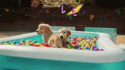 Happy Birthday Dog GIFs | GIFDB.com