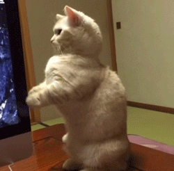 Happy Birthday Dancing Cat Gif