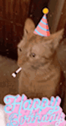 Celebration Cat Meme