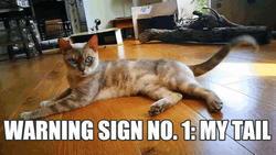 Happy Cat Pretty Tail Meme GIF | GIFDB.com