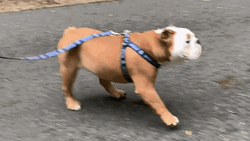 Happy Dog In Leash GIF | GIFDB.com