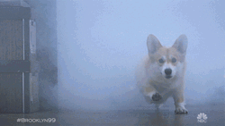 Excited Corgi Gif
