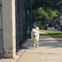 Happy Dog Stroll GIF | GIFDB.com