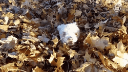Happy Fall Saturday Dog Jumping On Piled Leaves GIF | GIFDB.com