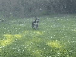 Happy Funny Dog Meme GIF | GIFDB.com
