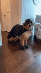 Happy Halloween Funny Dog In Batman Costume GIF | GIFDB.com