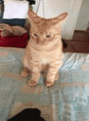 Happy Happy Happy Snobbish Fabulous Cat GIF | GIFDB.com