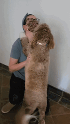 Happy Hugging Dog GIF | GIFDB.com