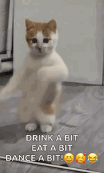Happy Meme Turkish Van GIF | GIFDB.com