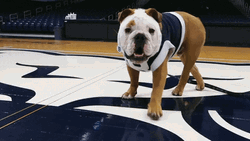 Happy Pet Dog Look Up GIF | GIFDB.com